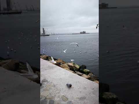Baku Bulvar 🕊️🕊️