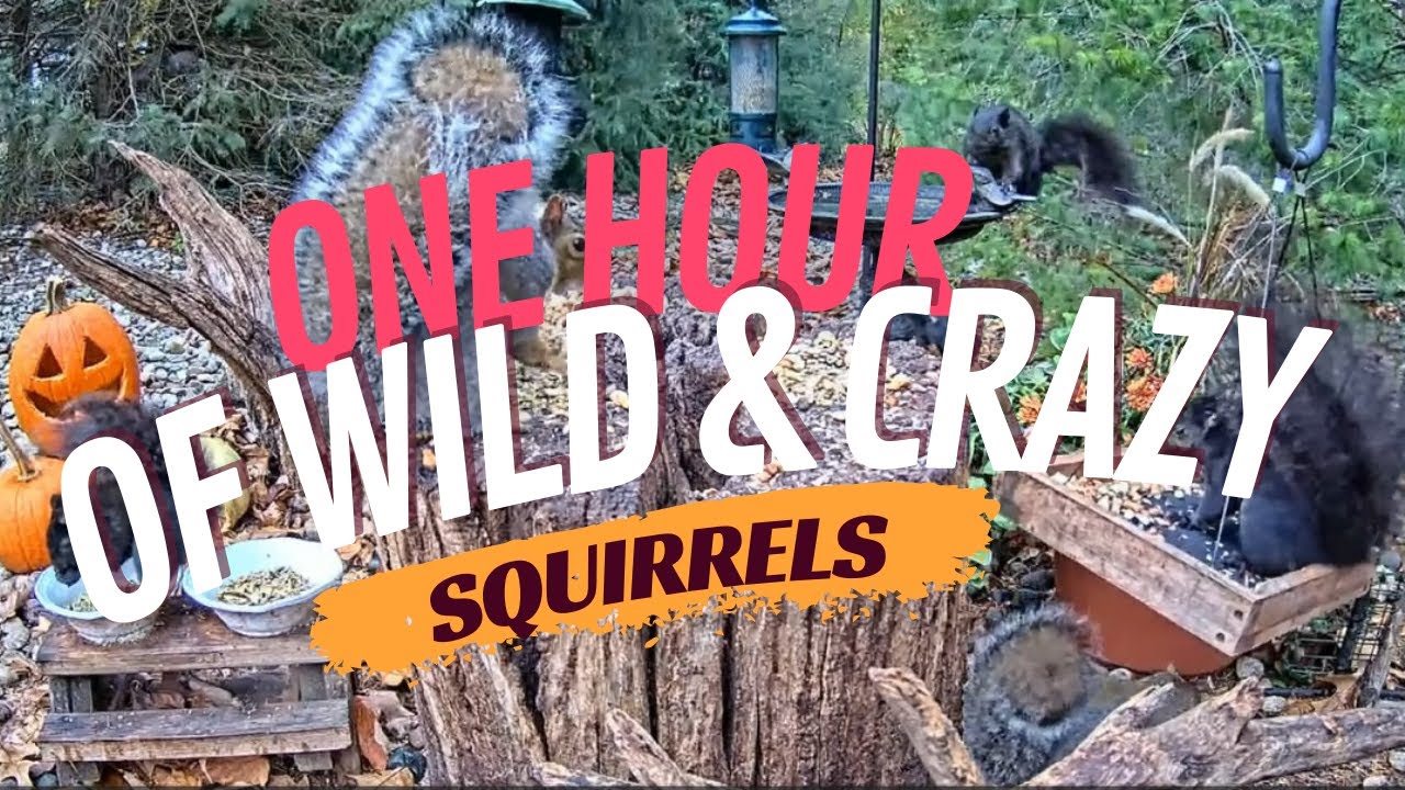 PET TV - ONE HOUR OF WILD & CRAZY SQUIRRELS IN AUTUMN - YouTube