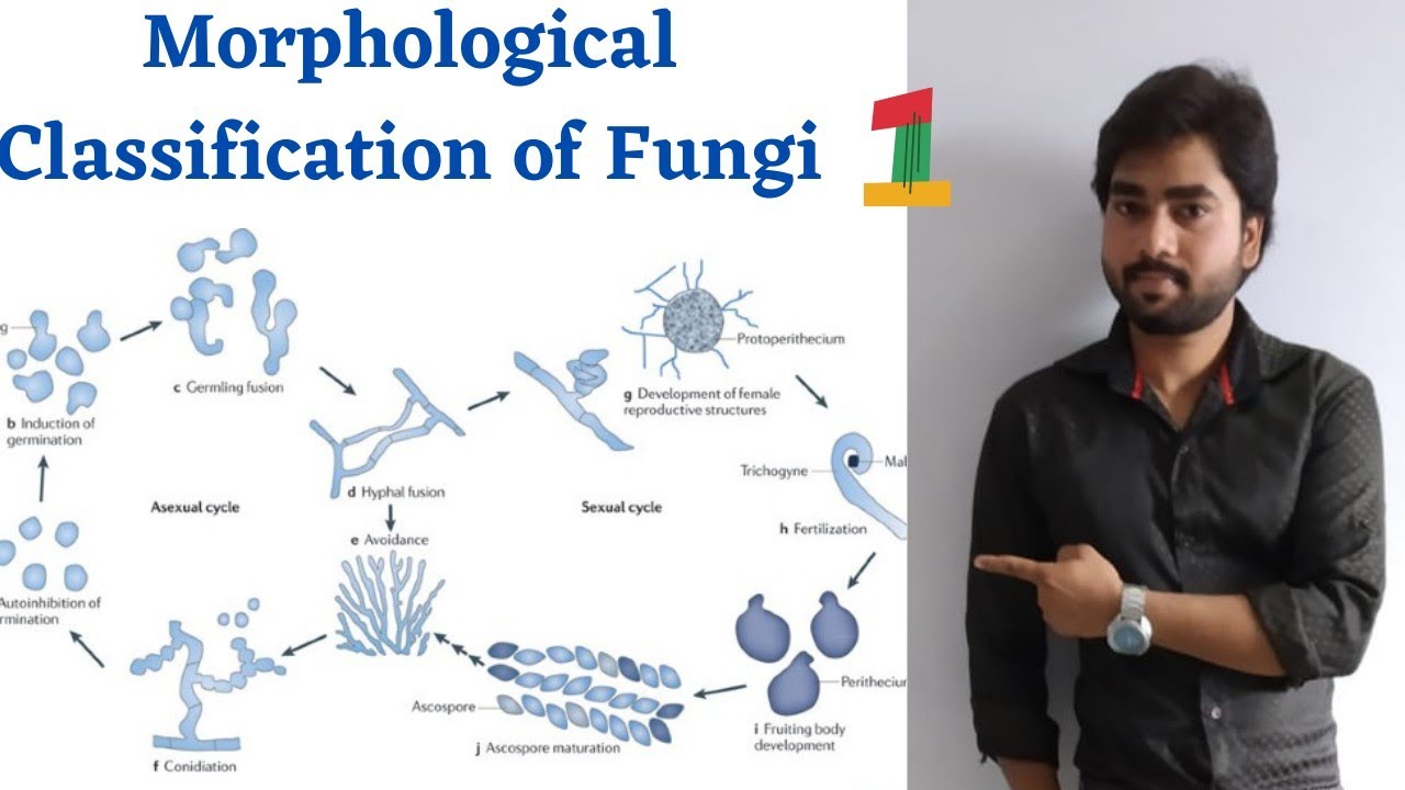Morphological Classification of Fungi part 1 (By Abhishek sir) - YouTube
