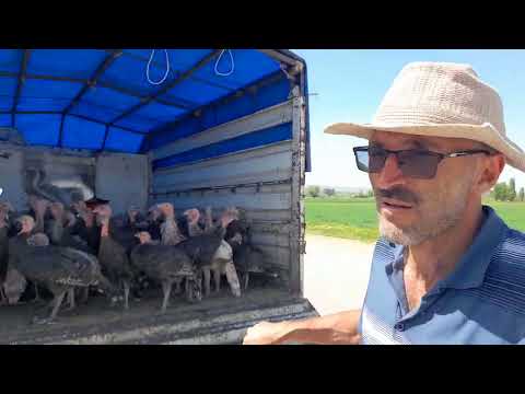 ŞARKIŞLA HAYVAN PAZARI HİNDİ FİYATLARI 24  MAYIS 2025