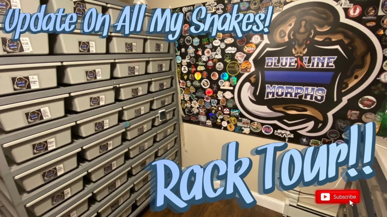 Entire Ball Python Rack Tour! || An Update On All Our Snakes! - YouTube