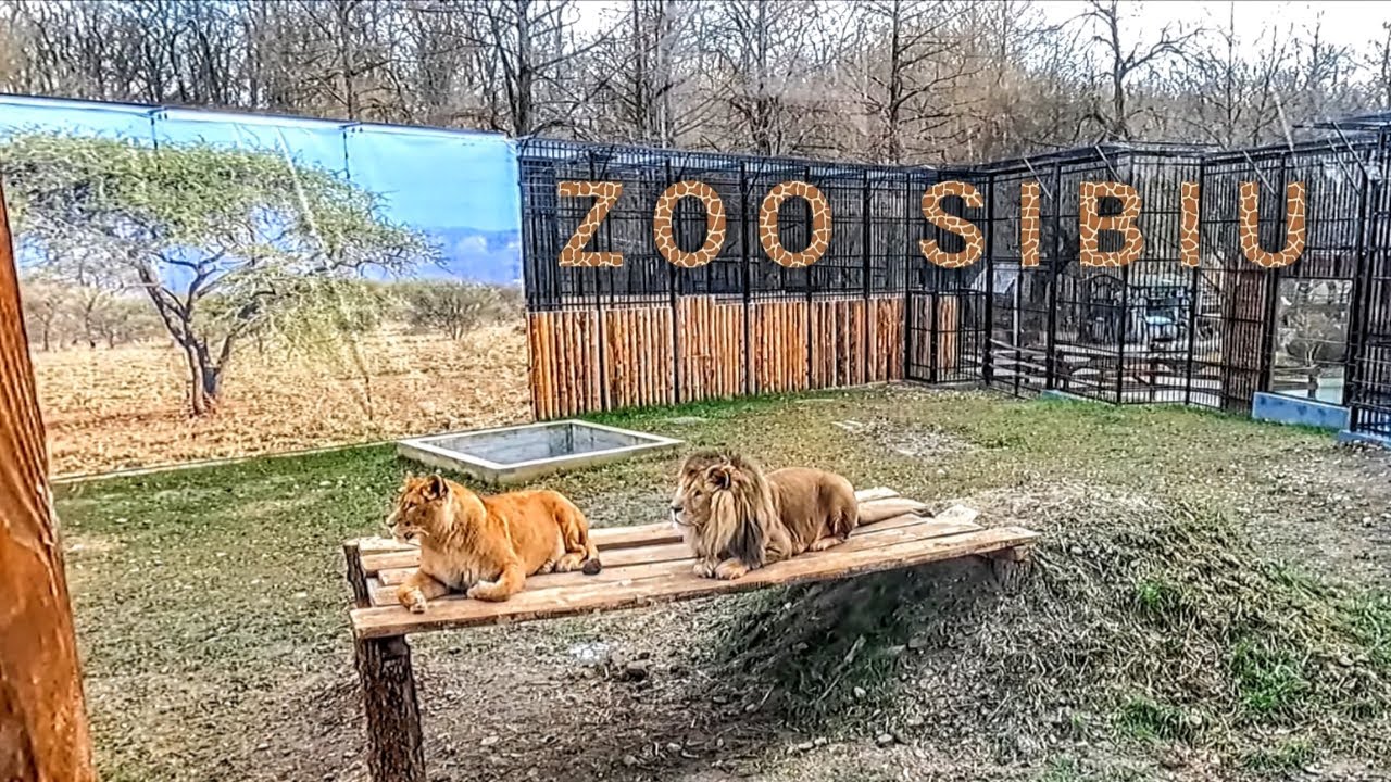Întâlnire cu animalele: ZOO Sibiu înainte de renovare - YouTube