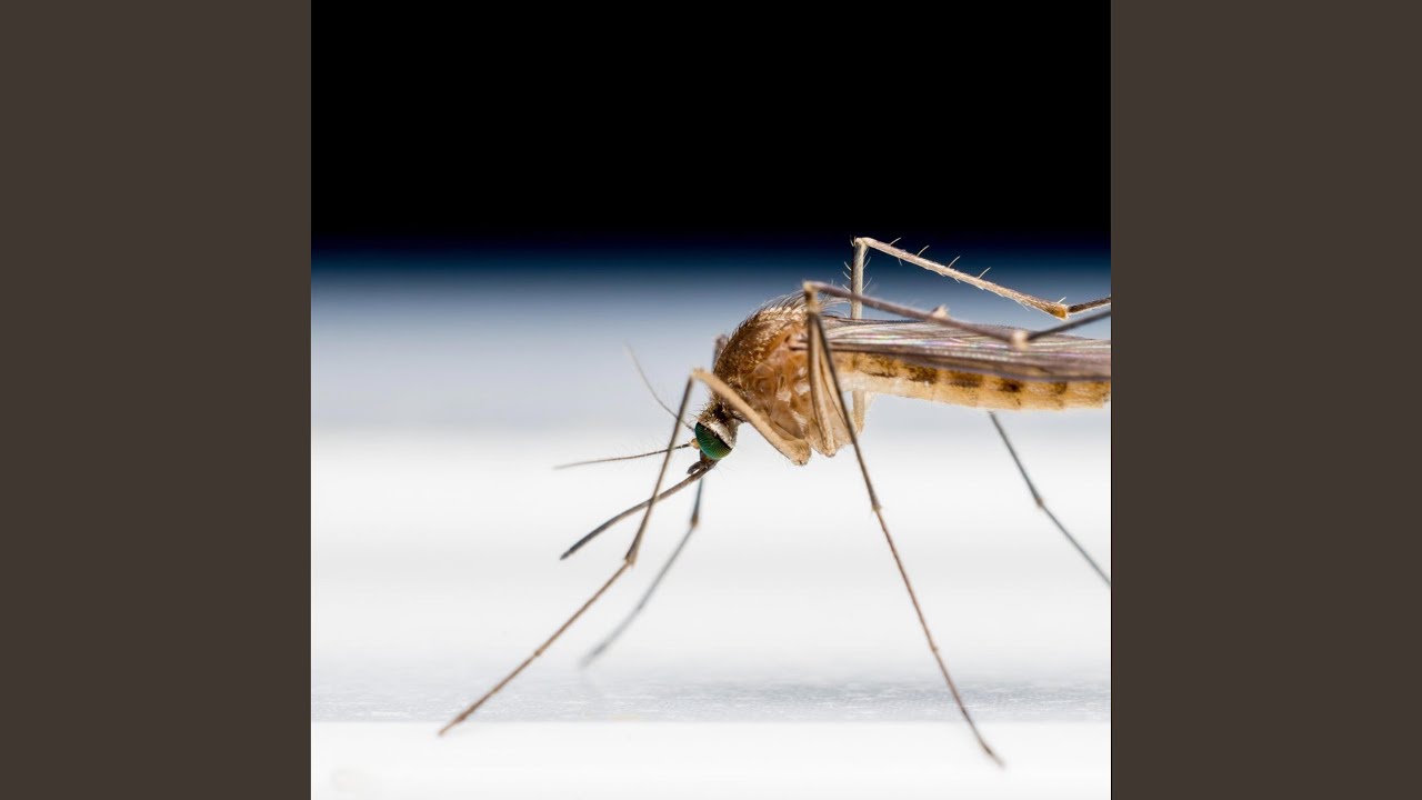 Killing bugs in the month of May - YouTube