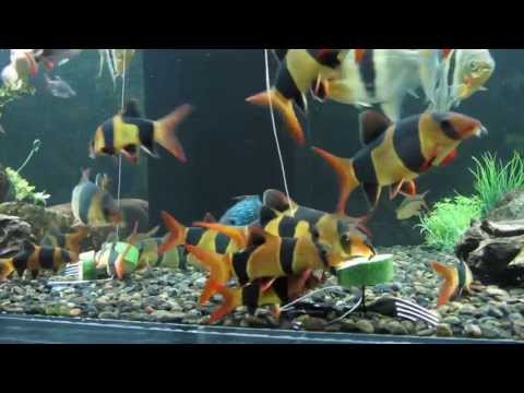 Clown Loach Care Guide 101, Aquarium Setup, Tank Mates, Diet