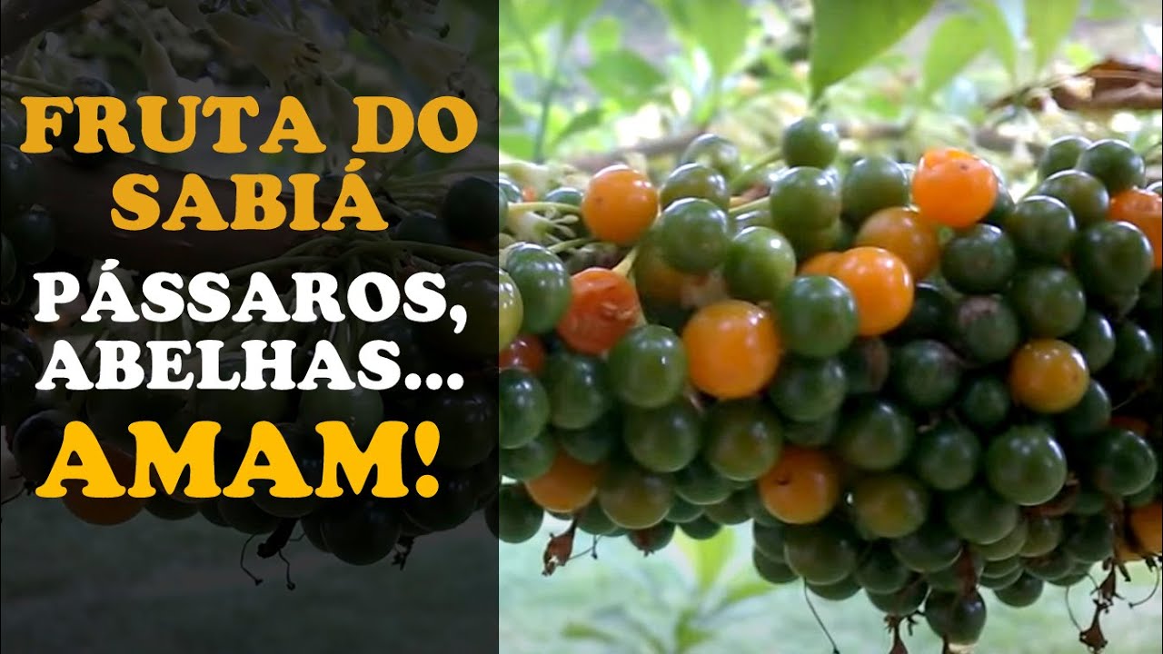 FRUTA do SABIÁ ALIMENTANDO a NATUREZA! - YouTube