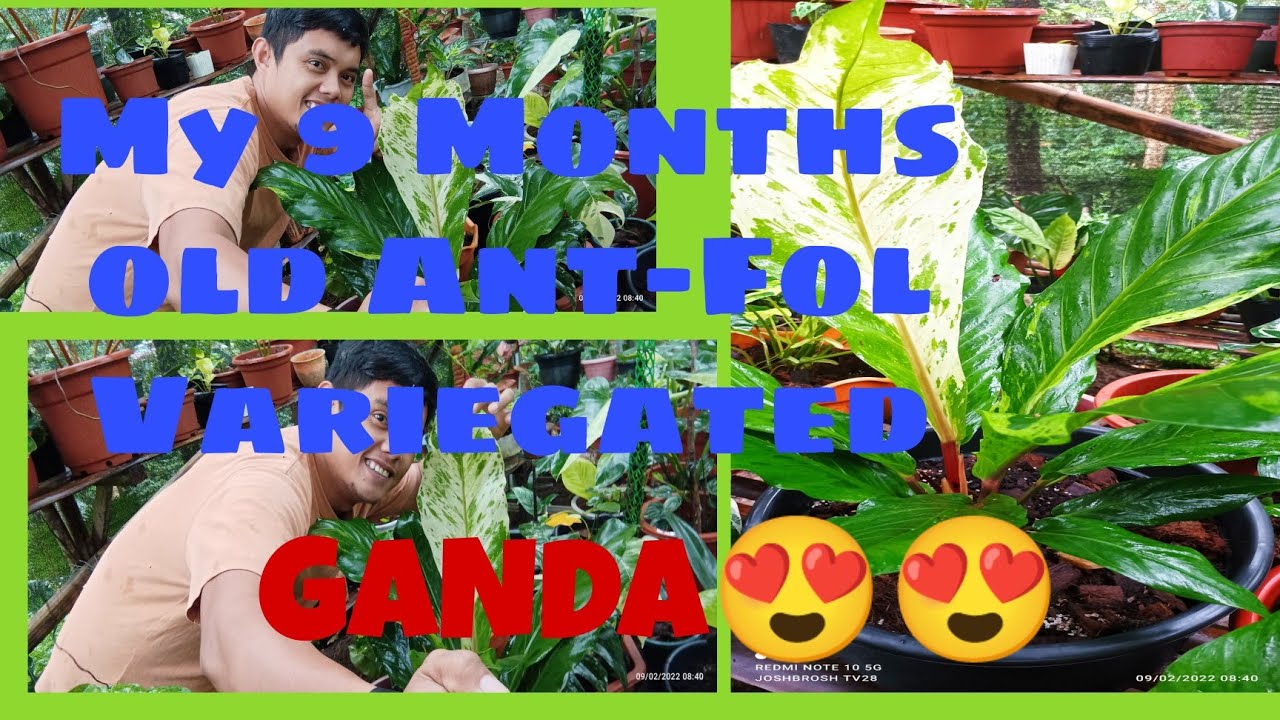 Anthurium Foliage Variegated | Flexing My 9 Months old Ant-Fol Var ...