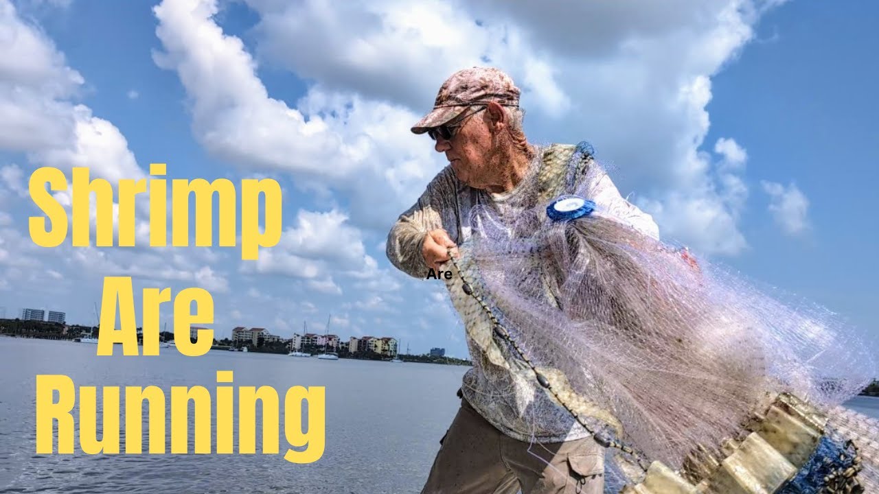 Shrimping, Catch And Cook - YouTube