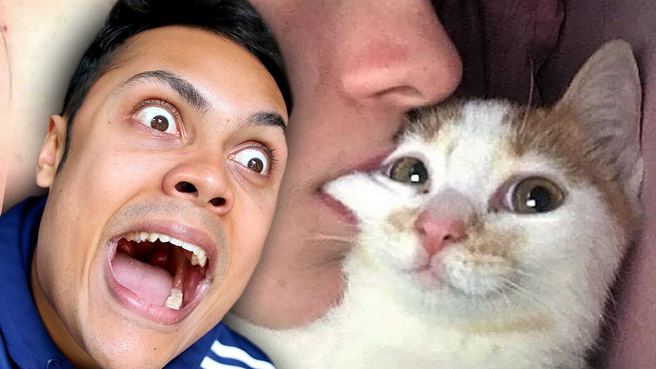 REACTING TO CUTE FUNNY CAT VIDEOS (TRY NOT TO SMILE) - YouTube