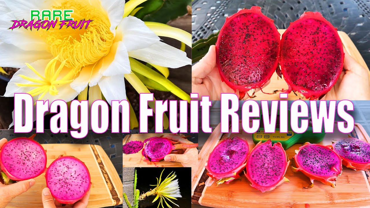 DRAGON FRUIT TASTING MEGAMIX ( WINTER MIX ) / RARE VARIETIES ...