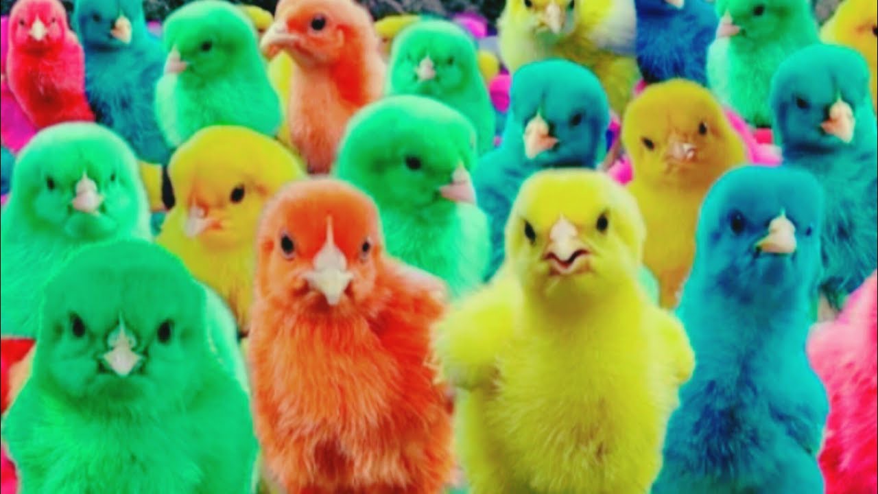 Rainbow baby chicks / colorfull baby hen chicks - YouTube
