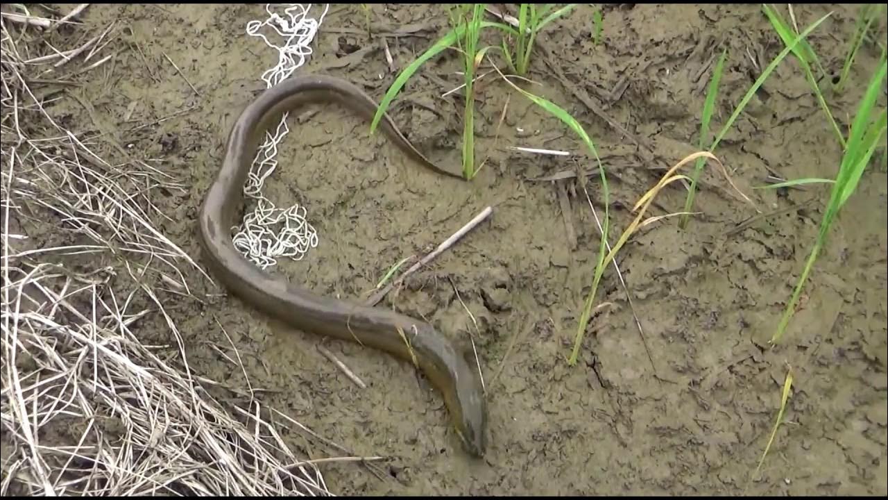 Best Eel Fishing #3 | catch eels in rice fields - YouTube