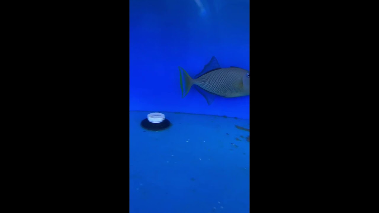 Crosshatch Triggerfish - YouTube