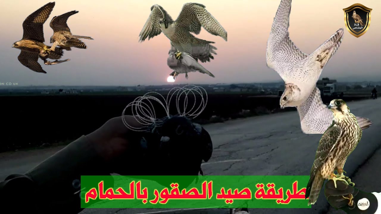 اسهل طريقة لصيد الصقور طريقة ناجحة ومضمونة لصيد الصقور بالحمام Youtube