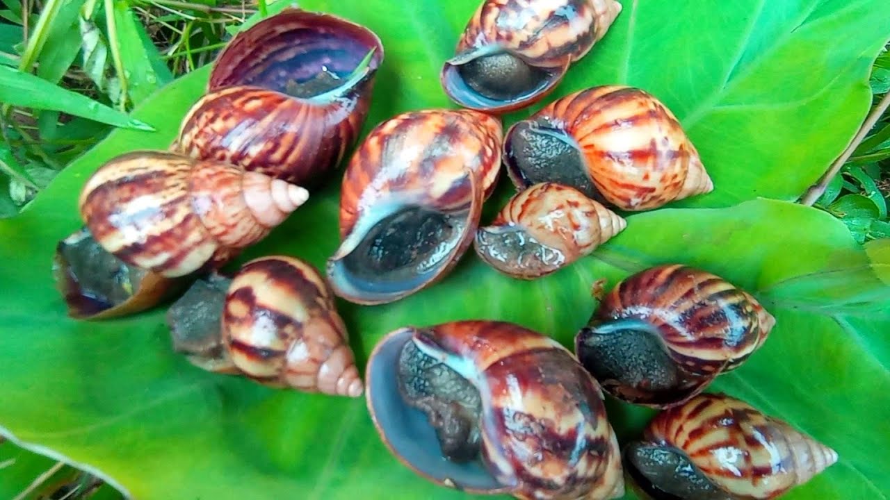 bekicot, keong darat, bekicot liar aku temukan di kebun - YouTube