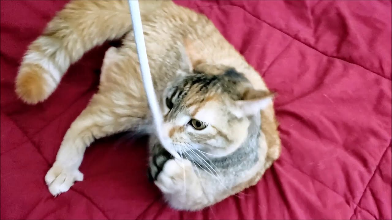 Sassy, declawed cat up for adoption soon! - YouTube