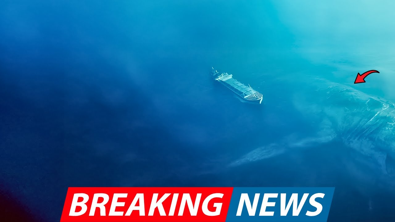Cargo Ship Crew Thought Their Sonar Detected a Reef Until This Colossal ...
