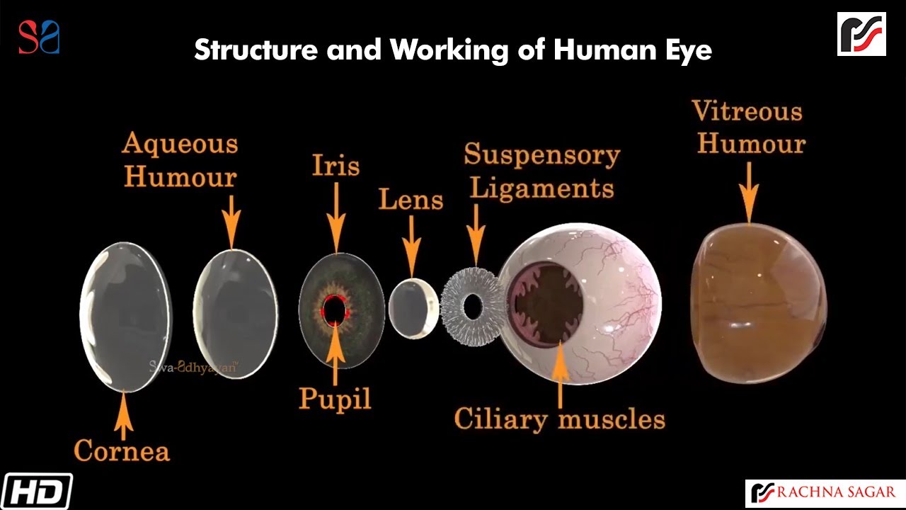 Structure And Working Of Human Eye YouTube Structure And Working Of Human Eye YouTube