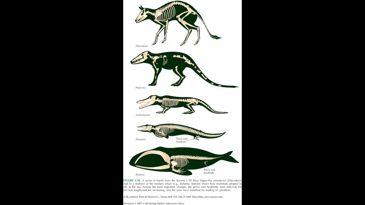 MACROEVOLUTION AND WHALES - THE SCIENCE OF EVOLUTION - YouTube