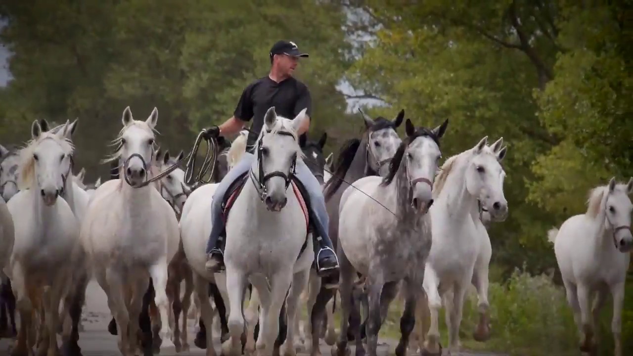 Teaser Lipizzan - YouTube