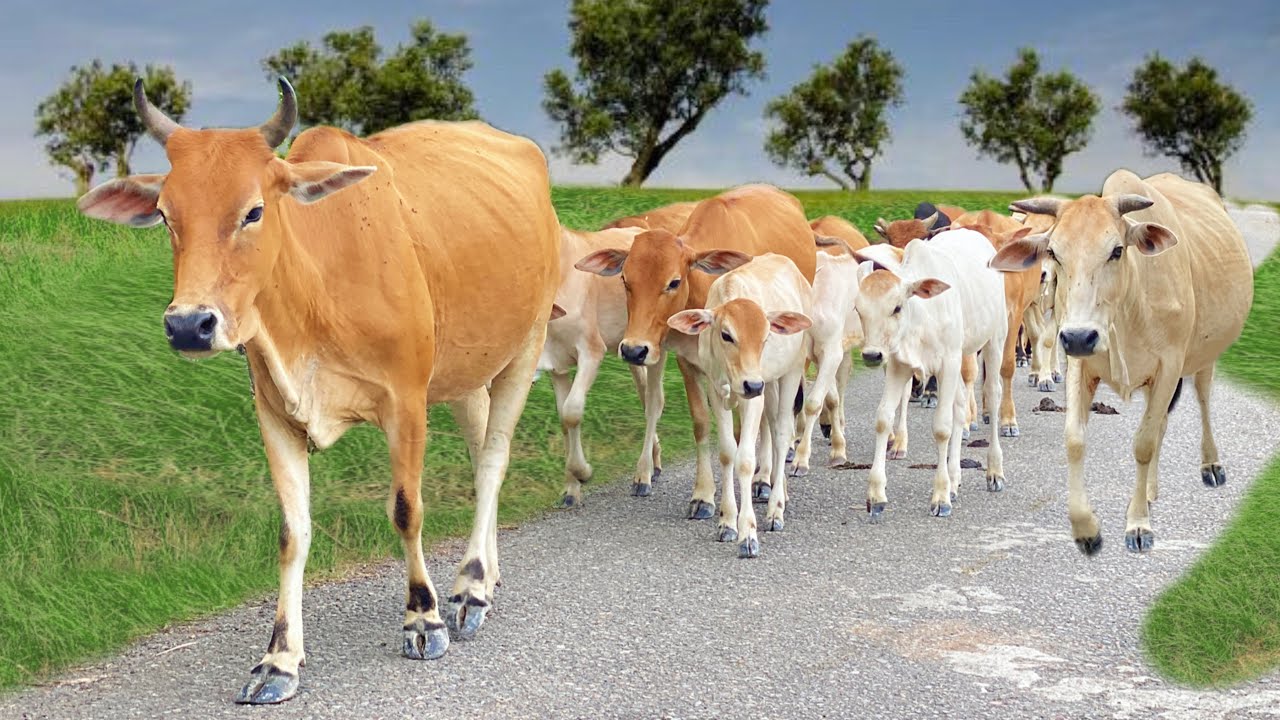 Video Gembala Sapi Lembu Berjalan Menuju Ke Sawah Ladang - Suara Sapi ...