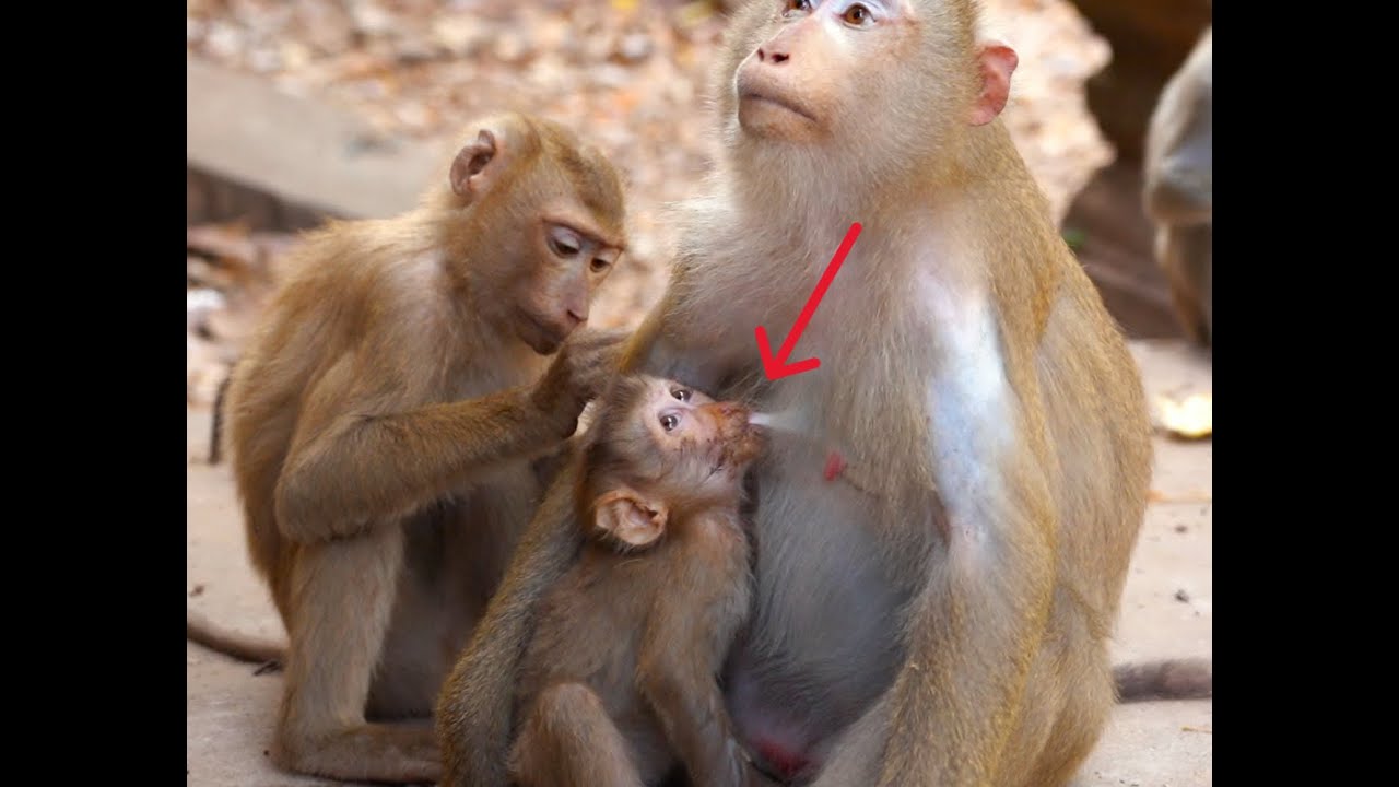 Luna is one of the most kind-hearted monkeys, even though this baby ...