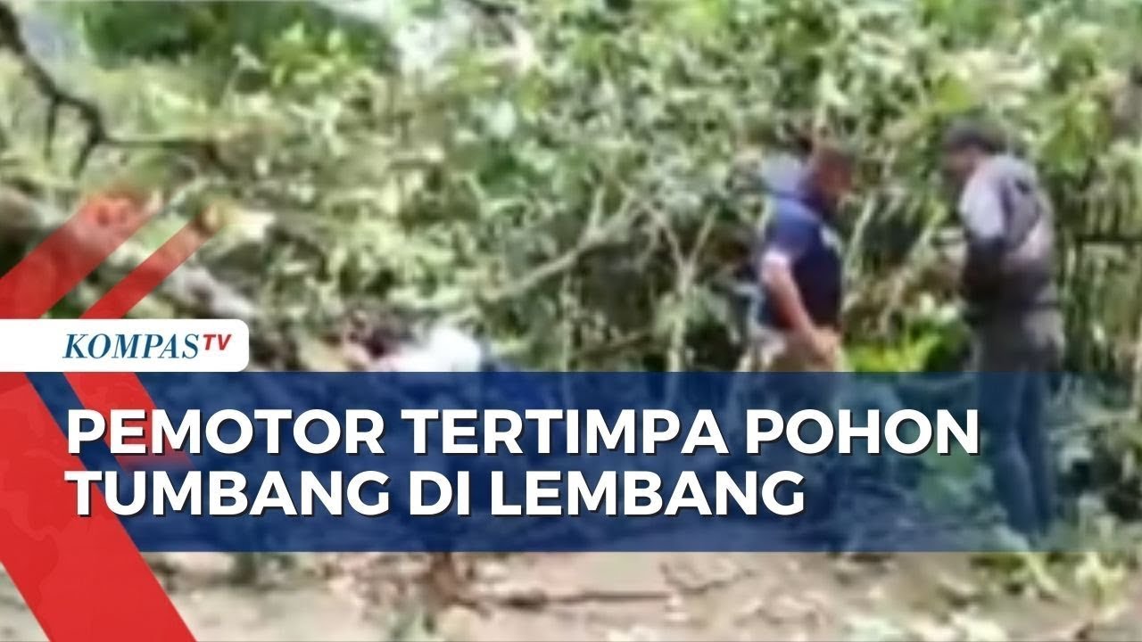 Angin Kencang Melanda Kawasan Lembang, Seorang Pemotor Tertimpa Pohon ...