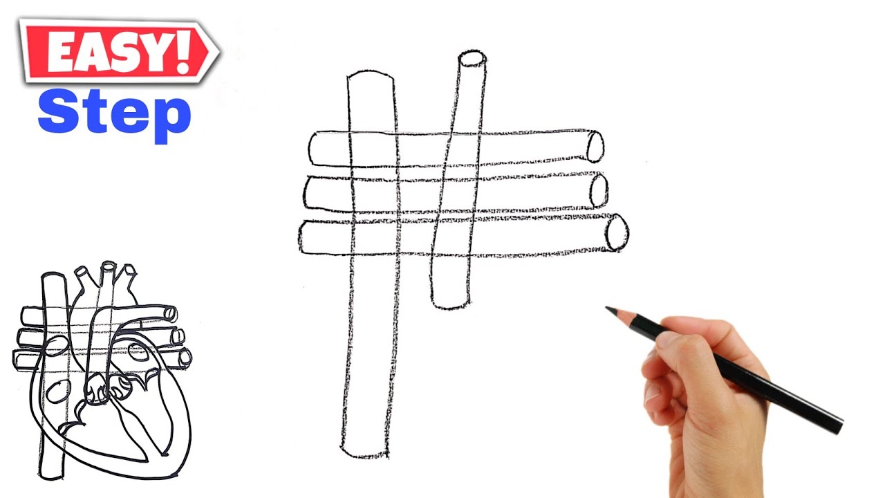 Easy Step - Human heart Diagram Class 10 // Human Heart Diagram Drawing ...