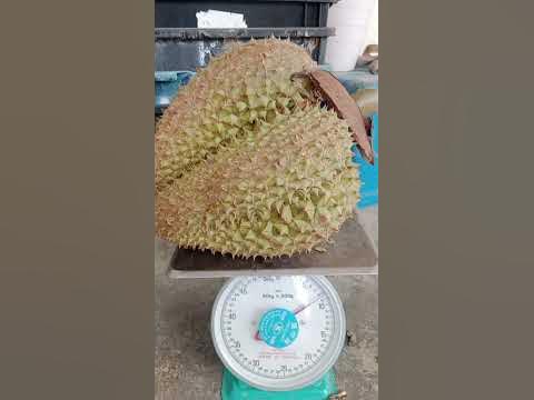dapat durian super jumbo 8kg lebih#shorts#durian#bawor - YouTube
