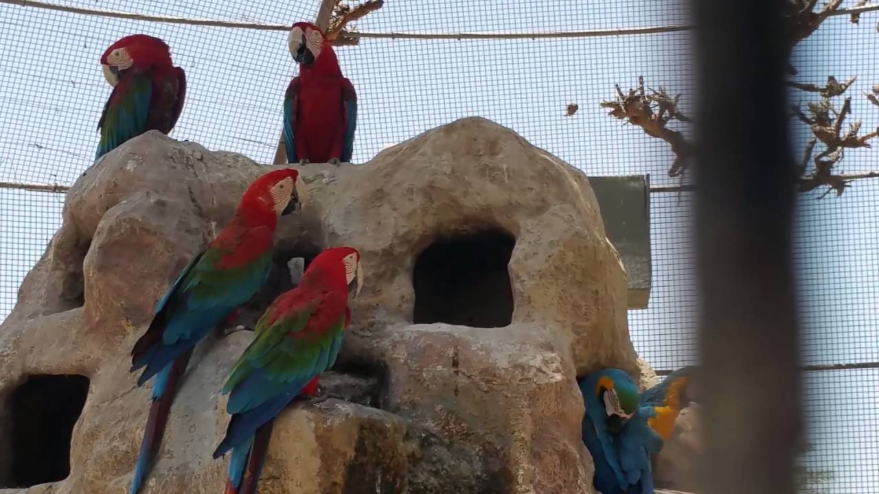 Al areen zoo Bahrain - YouTube