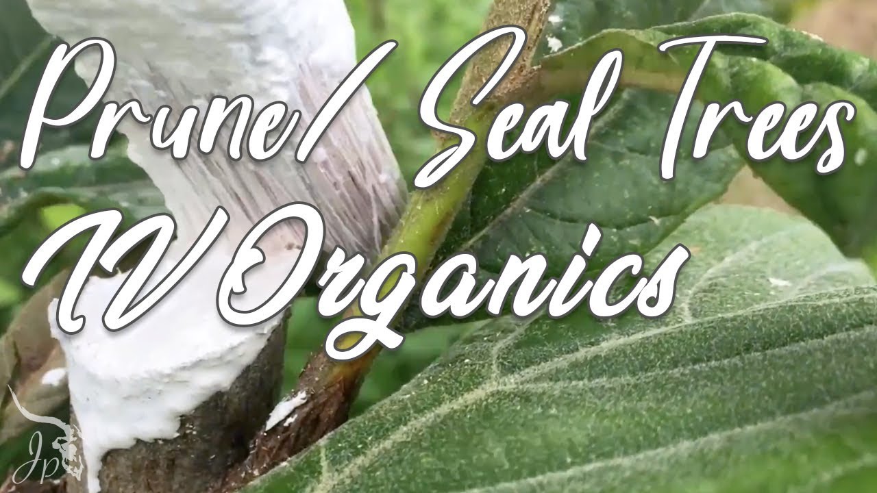 Pruning and Sealing Trees with IV organics 3-in-1 Plant Guard - YouTube