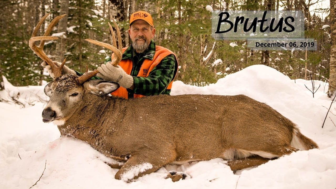 The Story of BRUTUS | A Monster Maine Buck Tracked Down By HAL BLOOD ...