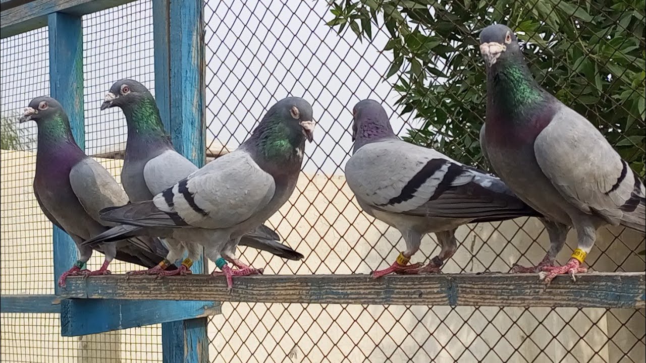 Bharwana Loft Long Distance Breeder pigeons top Pigeon 2025 - YouTube
