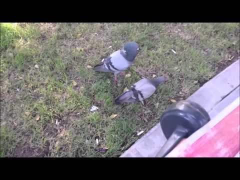 Vermicem Vermicem Kayseri Kumruları