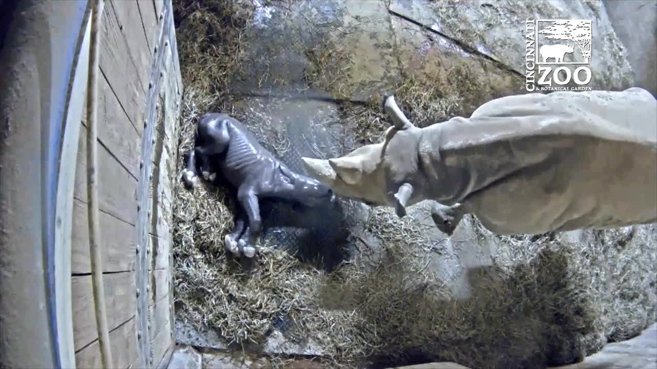 Cincinnati Zoo's eastern black rhino Seyia gives birth to Kendi - YouTube