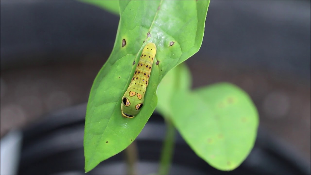 Spicebush Swallowtail Caterpillar Caterpie