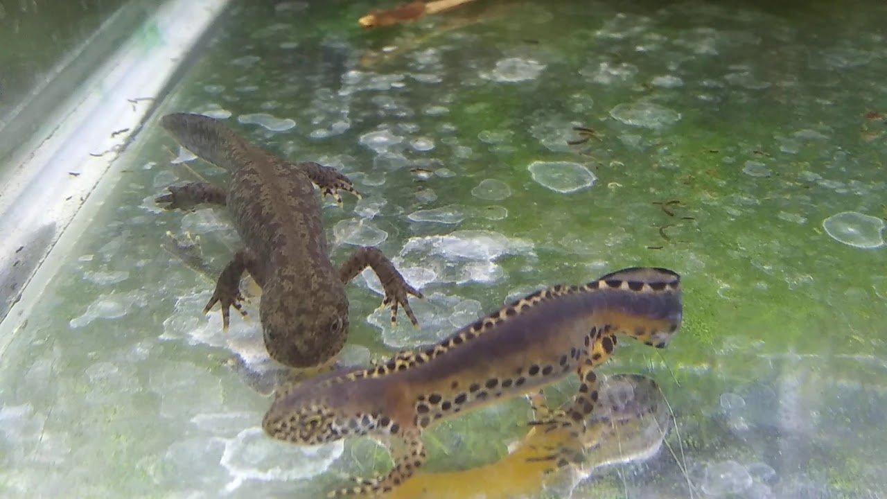 Ichthyosaura alpestris apuanus tail fanning - YouTube