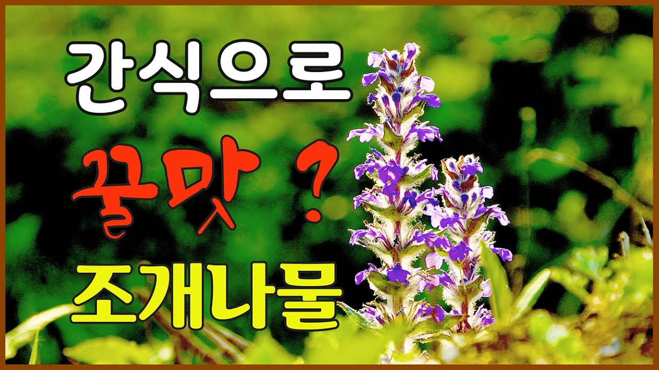 야생화의신비 86편 조개나물#꽃말: ‘순결’, ‘존엄’이다.#학명: Ajuga multiflora Bunge #분류: 통화식물목 ...