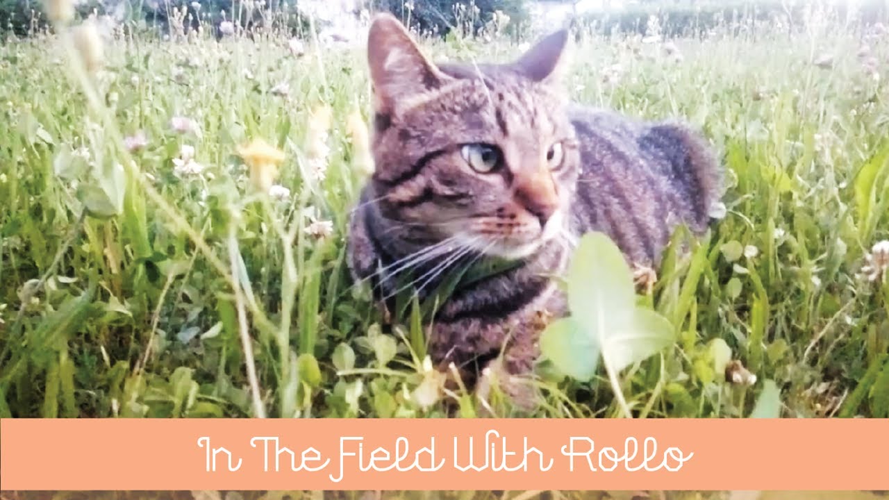 In The Field With Rollo - YouTube