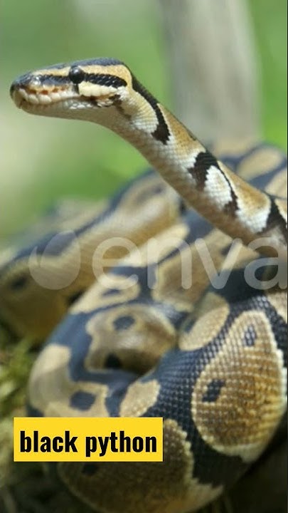 black scary pyathon snake, kala khtarnak python snake@Gama851 - YouTube