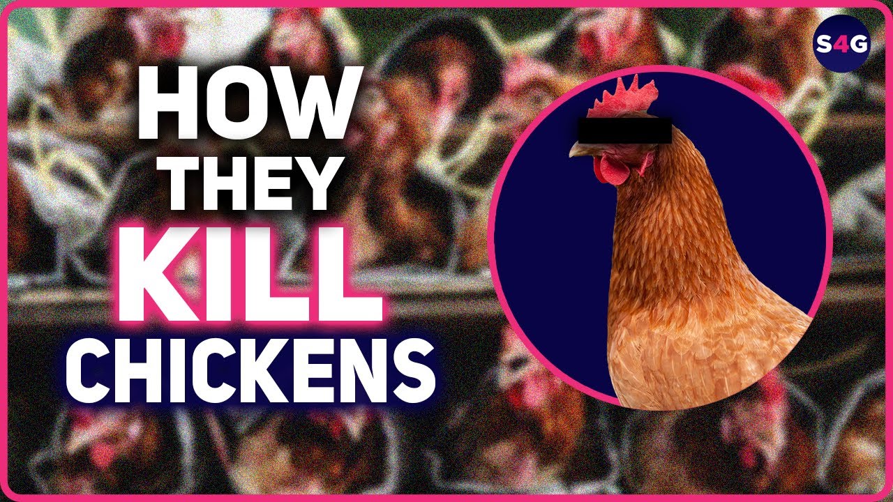 How Do They Kill Chickens? — with Alexandra Paul | Switch4Good - YouTube