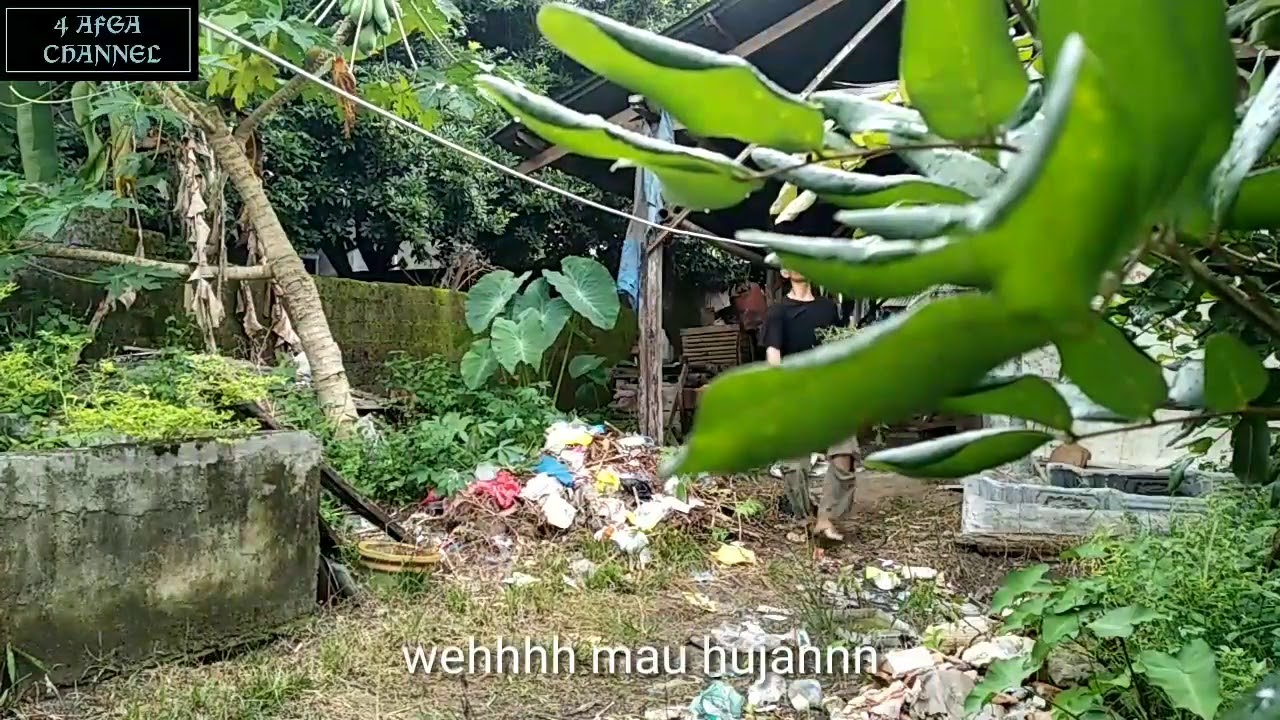 KETAHUAN MALING DAUN SINGKONG.Eps1 - YouTube