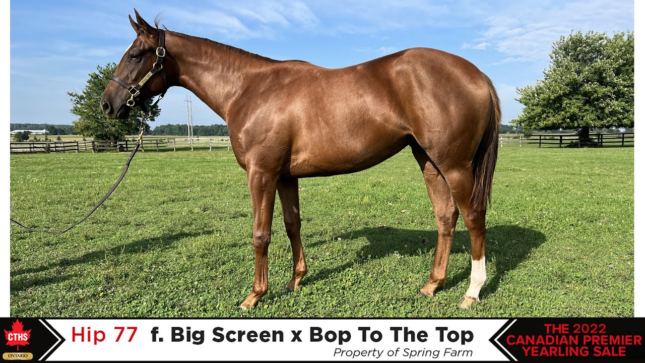 CTHS-ON 2022 - Hip 77 - Chestnut Filly - Big Screen x Bop To The Top ...