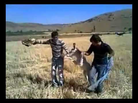 Çılgın Eşekler Halay Çekiyor