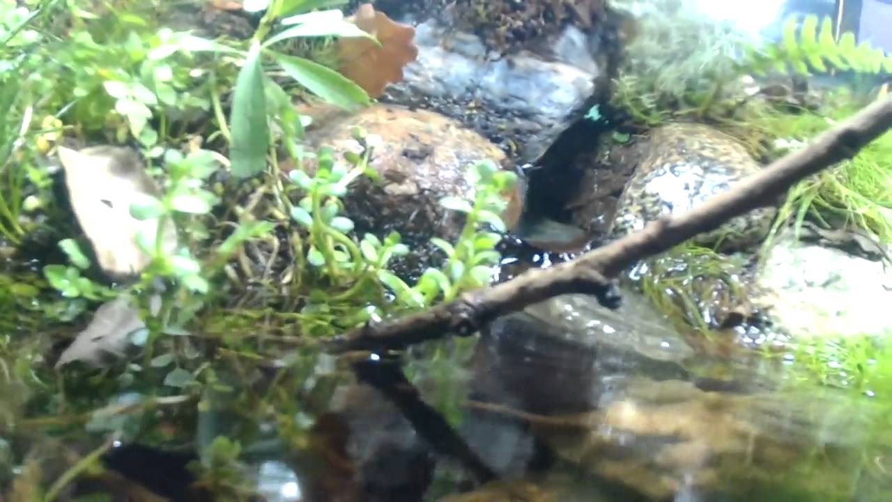 Habitat Profundulus mixtlanensis, a pool of the stream "El Rosario ...