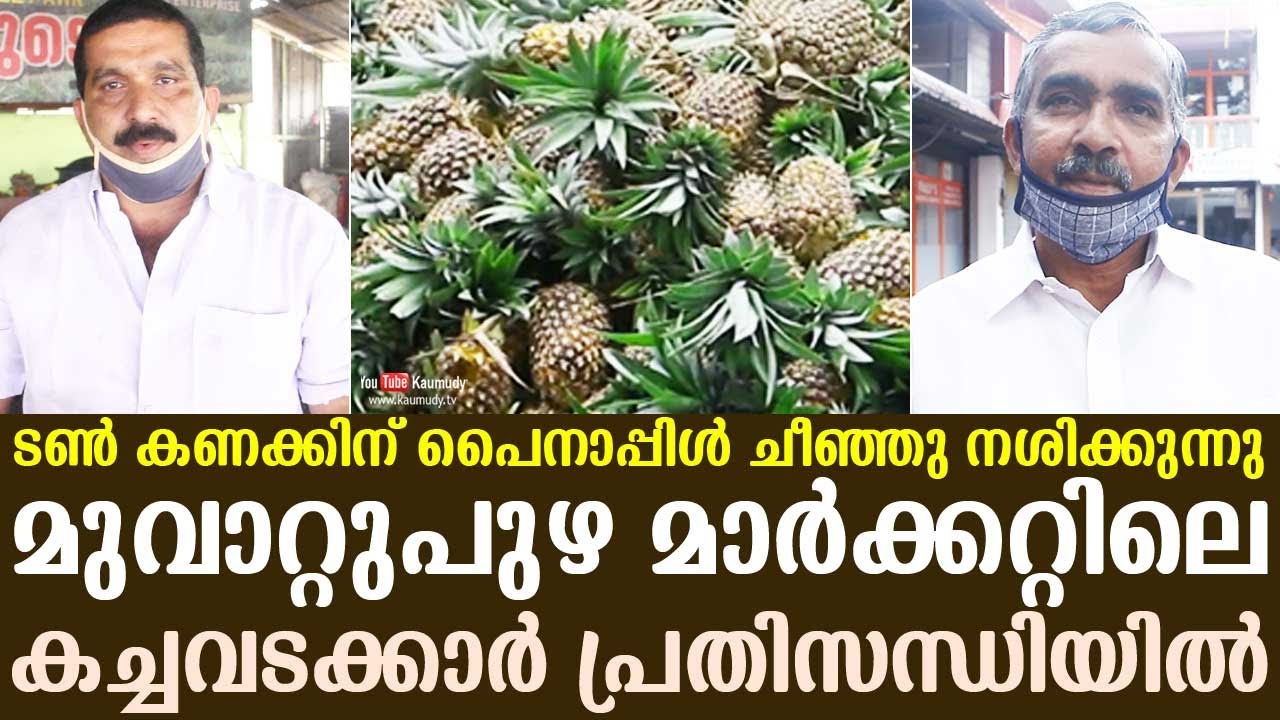 Difficult times for Retailers as Tons of Pineapple decay in ...