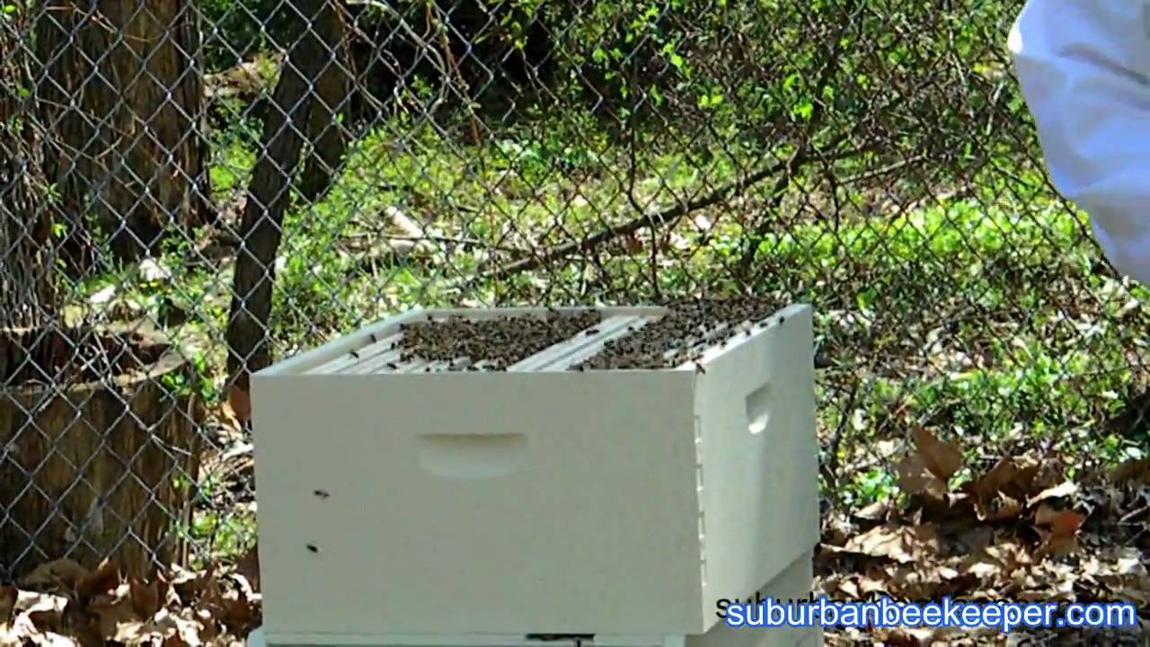 Installing a Package of Bees by suburbanbeekeeper.com - YouTube