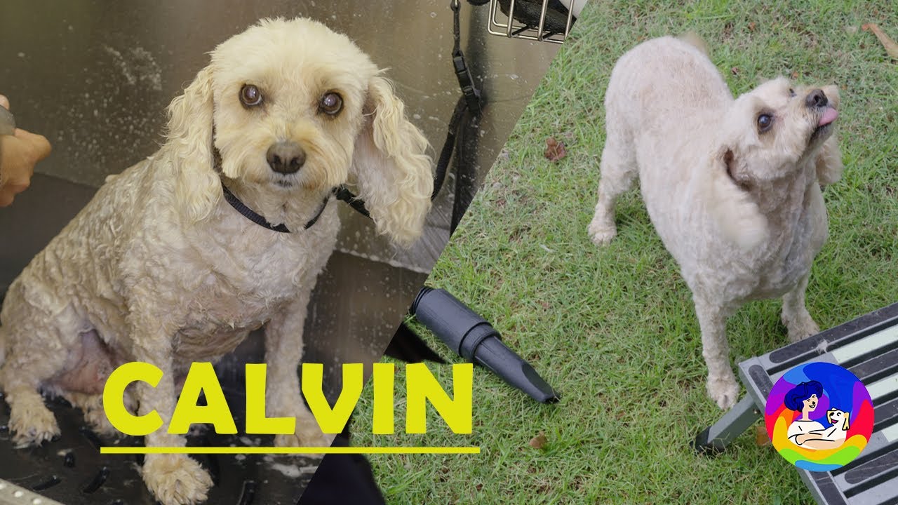 This Matted Senior Dog Calvin Has An Amazing Transformation At The ...