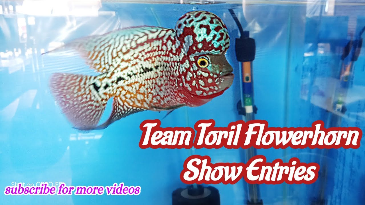 Team Toril Show / DAY 2 - YouTube