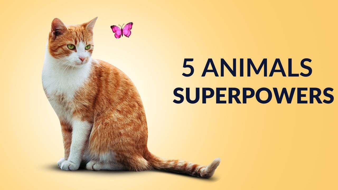 5 Real-Life Animal Superpowers You Didn’t Know About! - YouTube