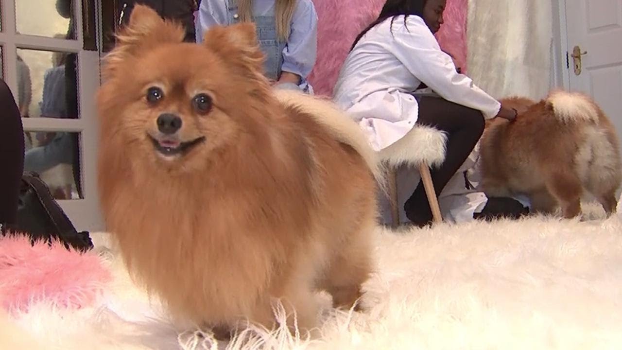 Fluffytorium Petting Zoo Celebrates the Fluffiest Pets in the World ...